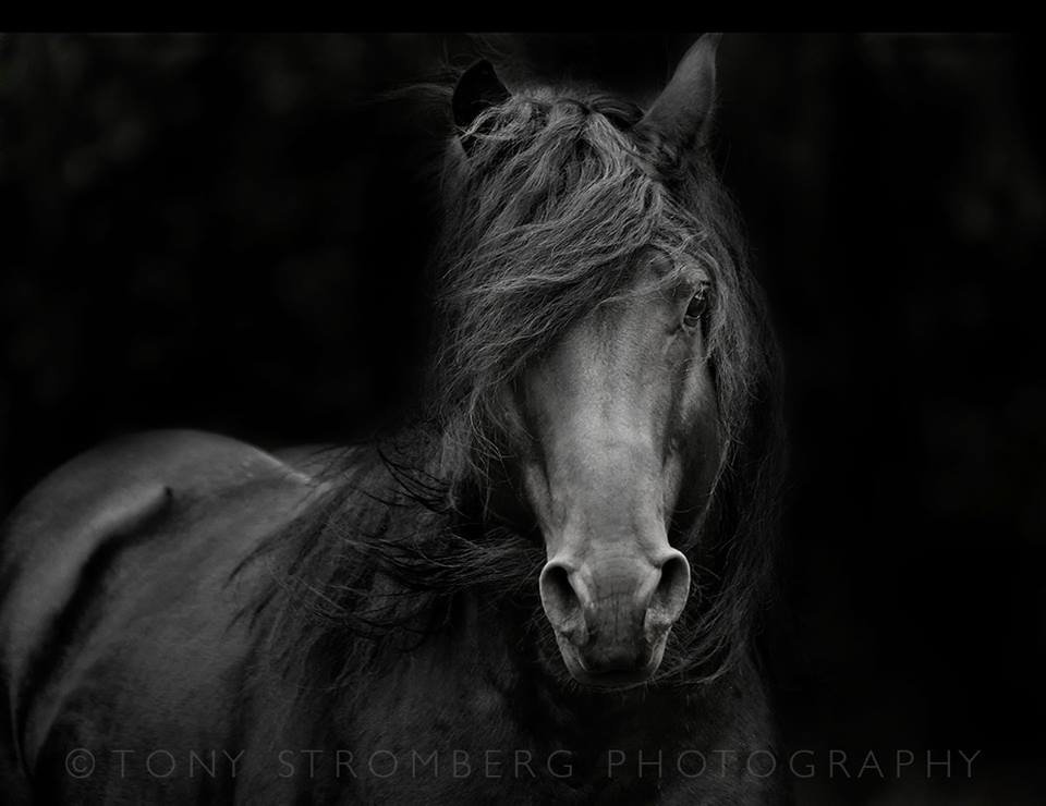 A “Homage To The Equine Spirit”: The Journey Of Tony Stromberg – Art Of ...