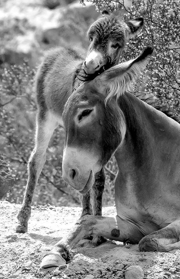 Happy International Donkey Day – 12 Artists Share Their love Of Donkeys ...