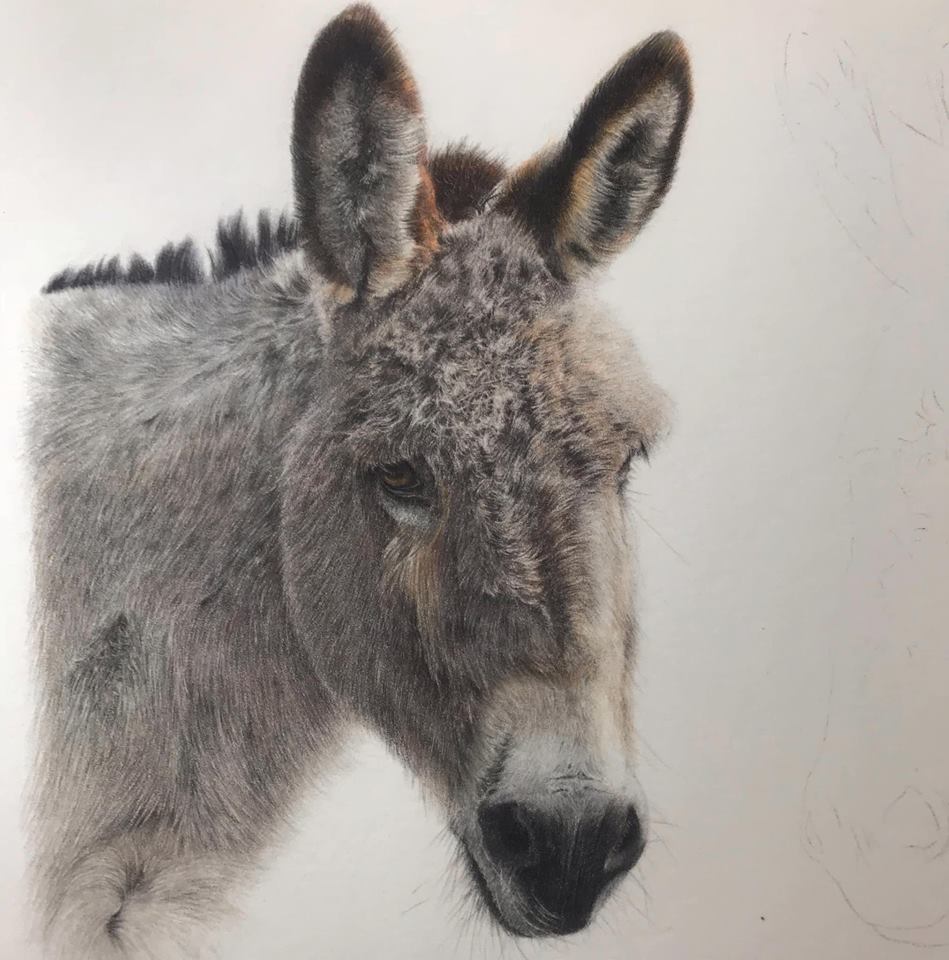 Happy International Donkey Day – 12 Artists Share Their love Of Donkeys ...